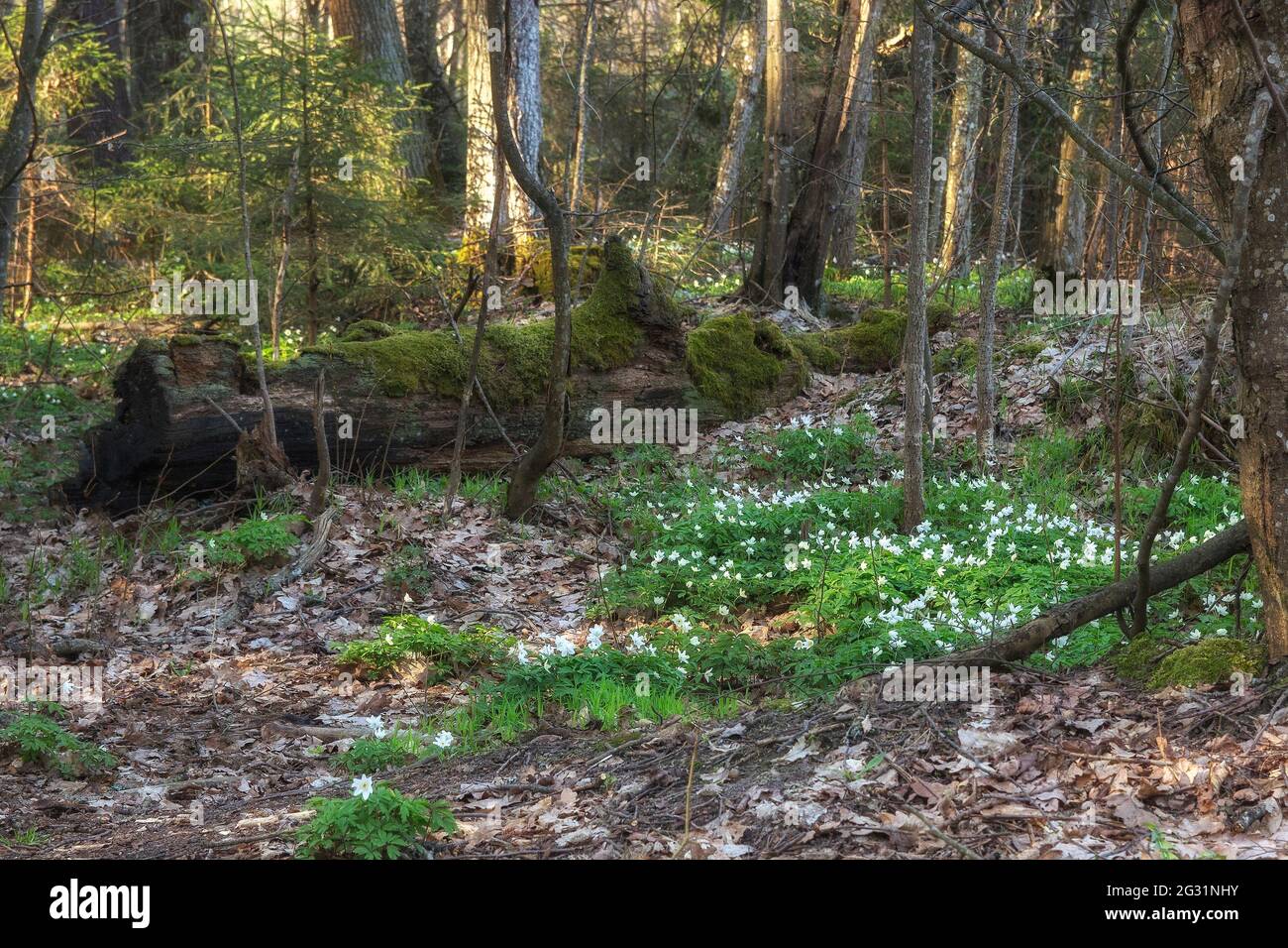 Spring forest with flowering wild flowers Stock Photo - Alamy