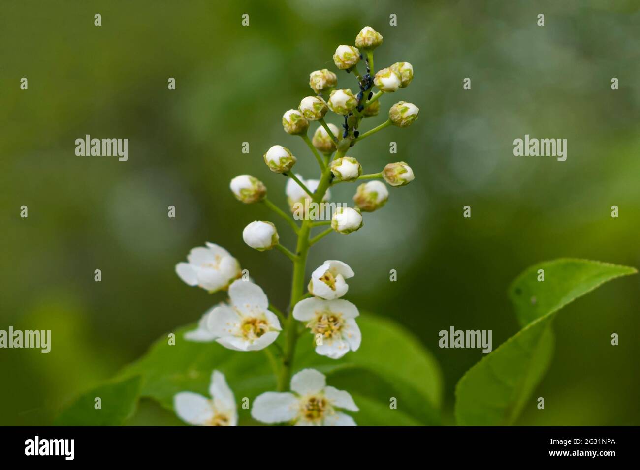 Outdoors, day light Front view Stock Photo - Alamy