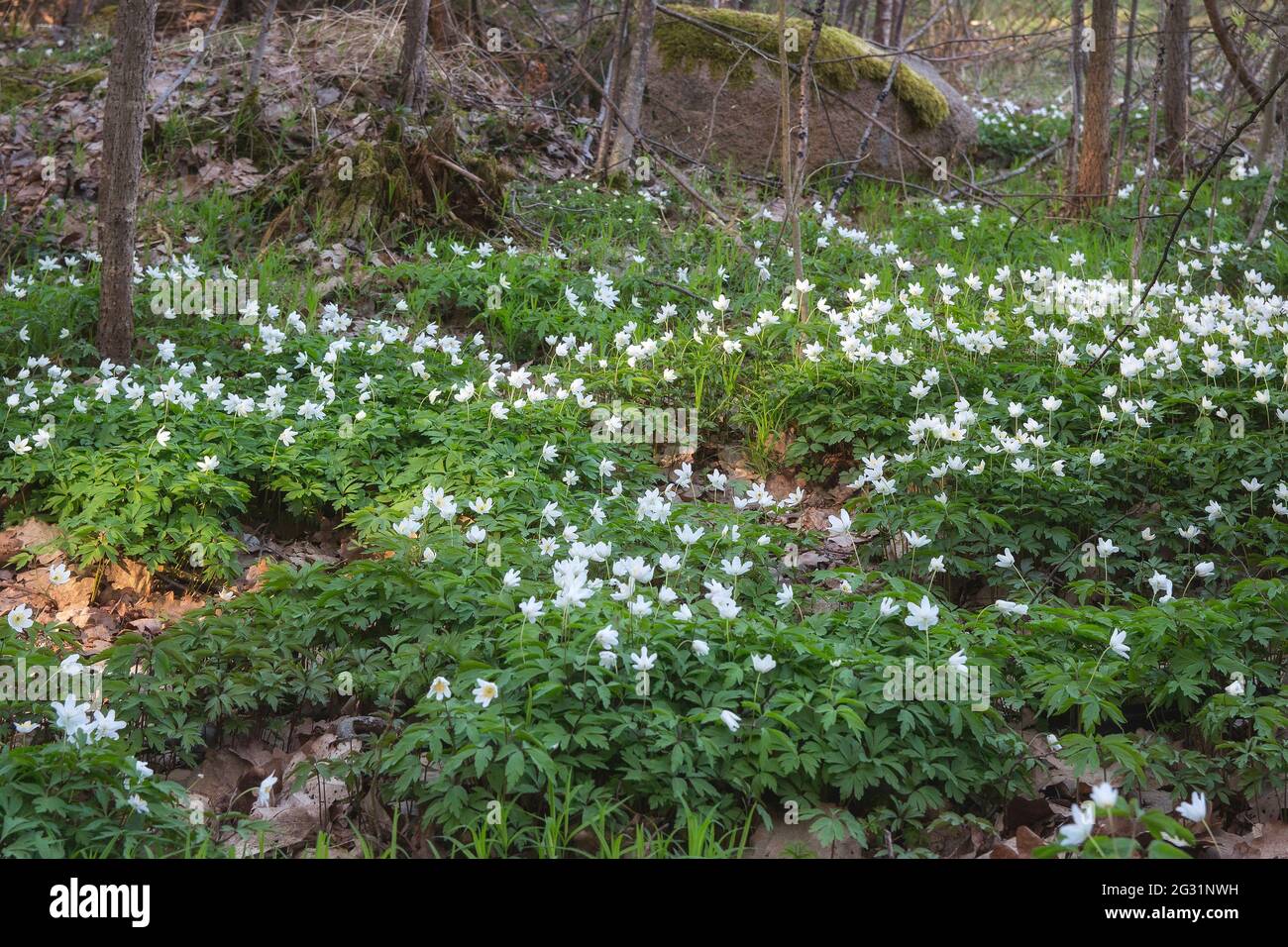 Forest of flowers hi-res stock photography and images - Alamy