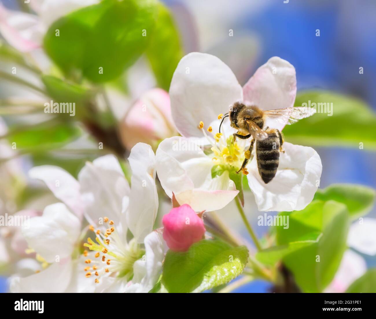 Macro of a bee on a white apple blossom Stock Photo - Alamy