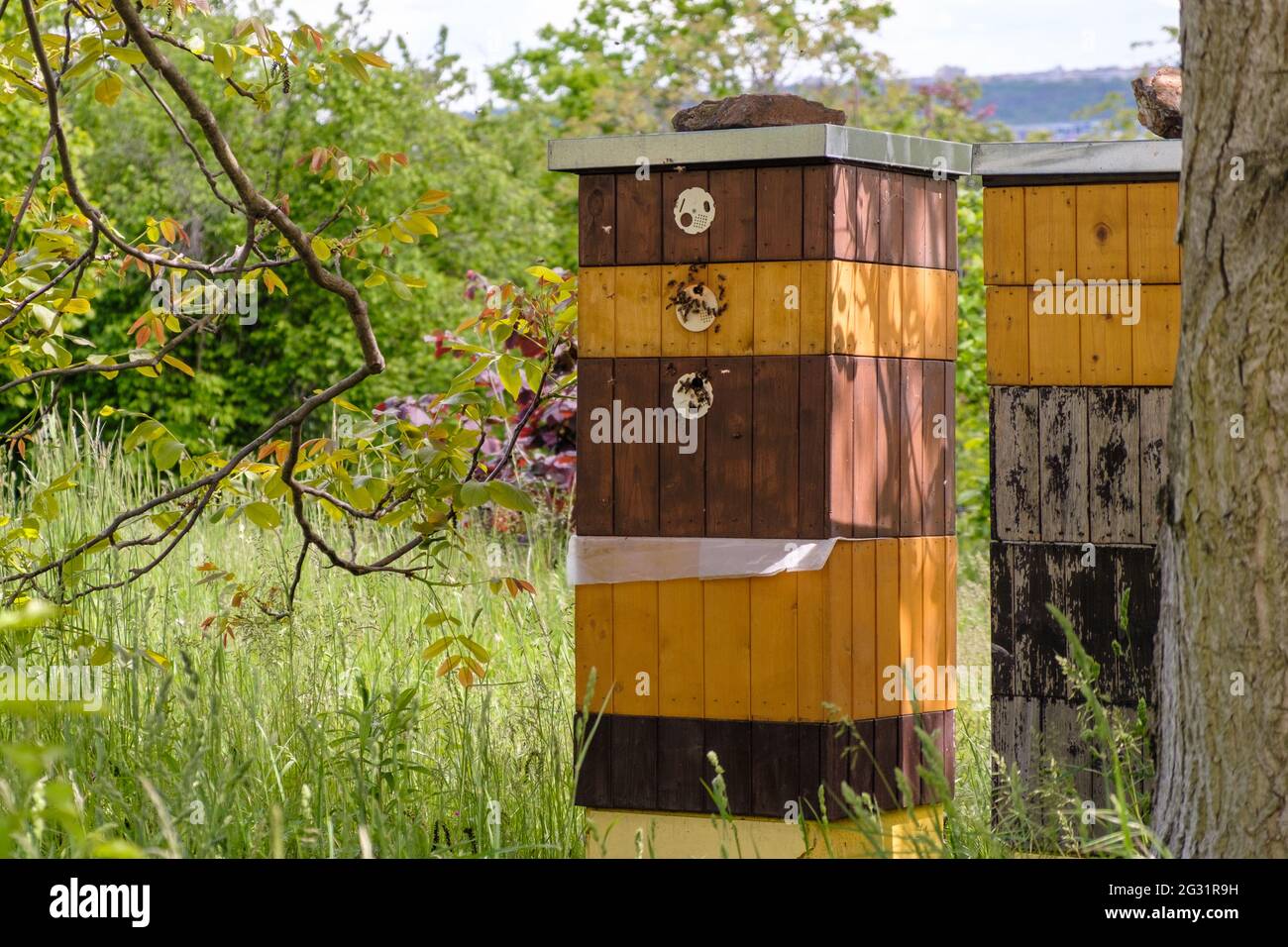 Wooden bee hives in the garden near the tree Stock Photo - Alamy