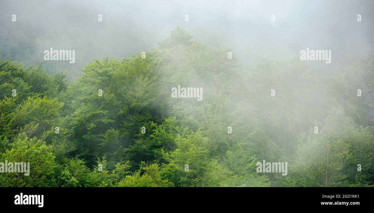 clouds rise above the forest. high volume humidity weather. foggy ...