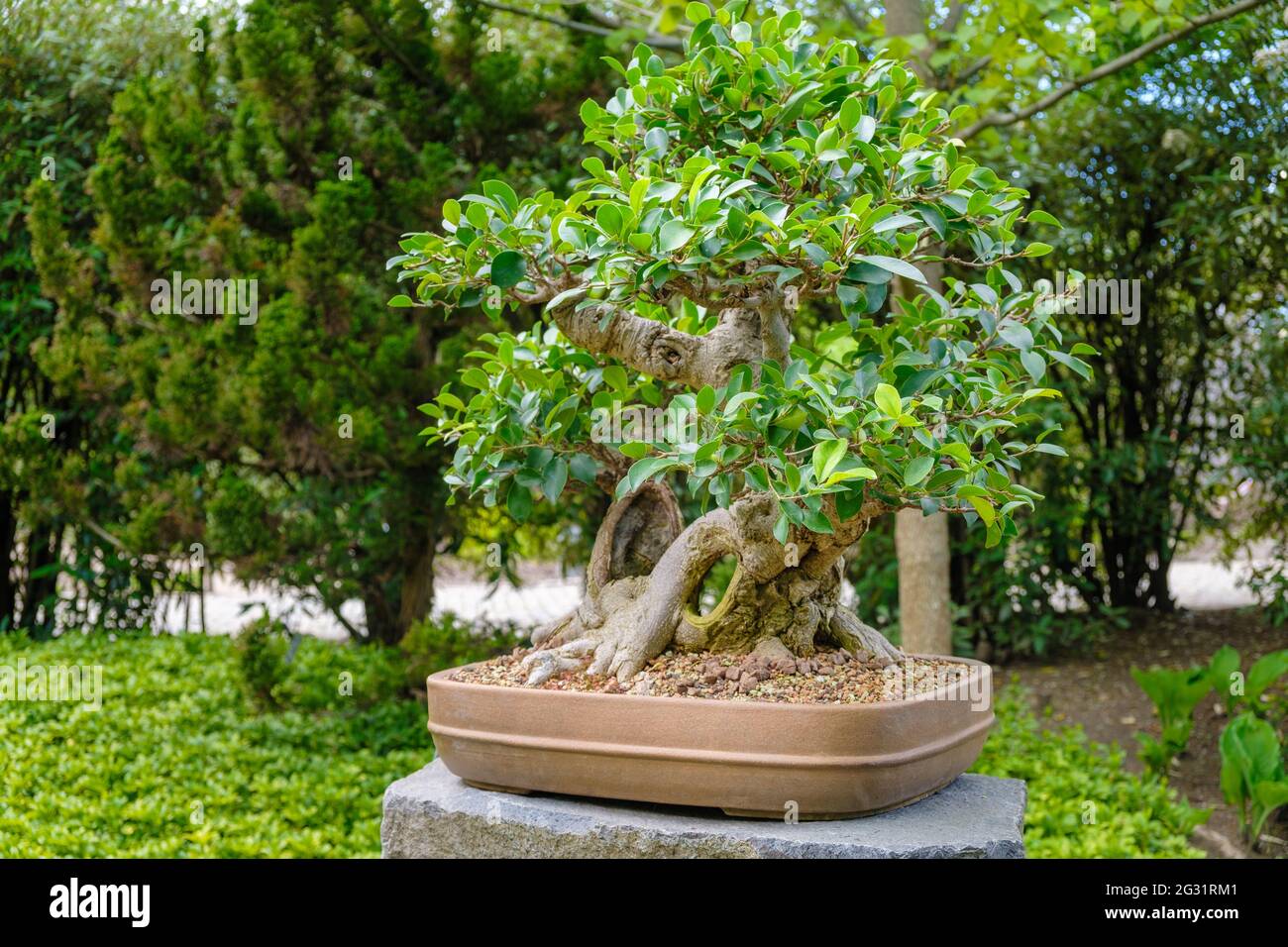 Asian small tree hi-res stock photography and images - Alamy