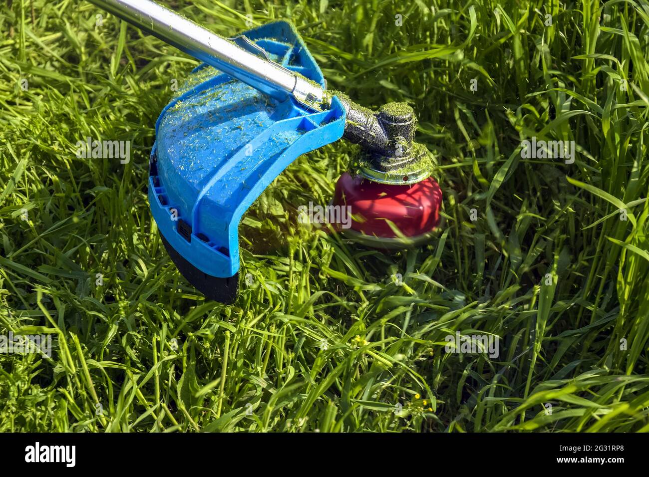 Process of cutting green grass with trimmer. Rotating head with red ...