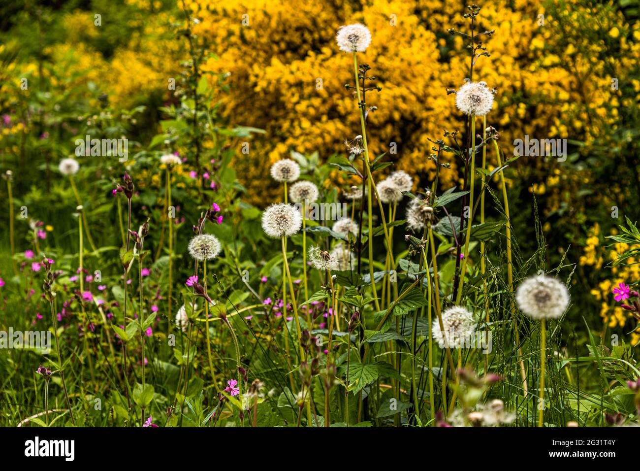 Family hiking through spring hi-res stock photography and images - Alamy