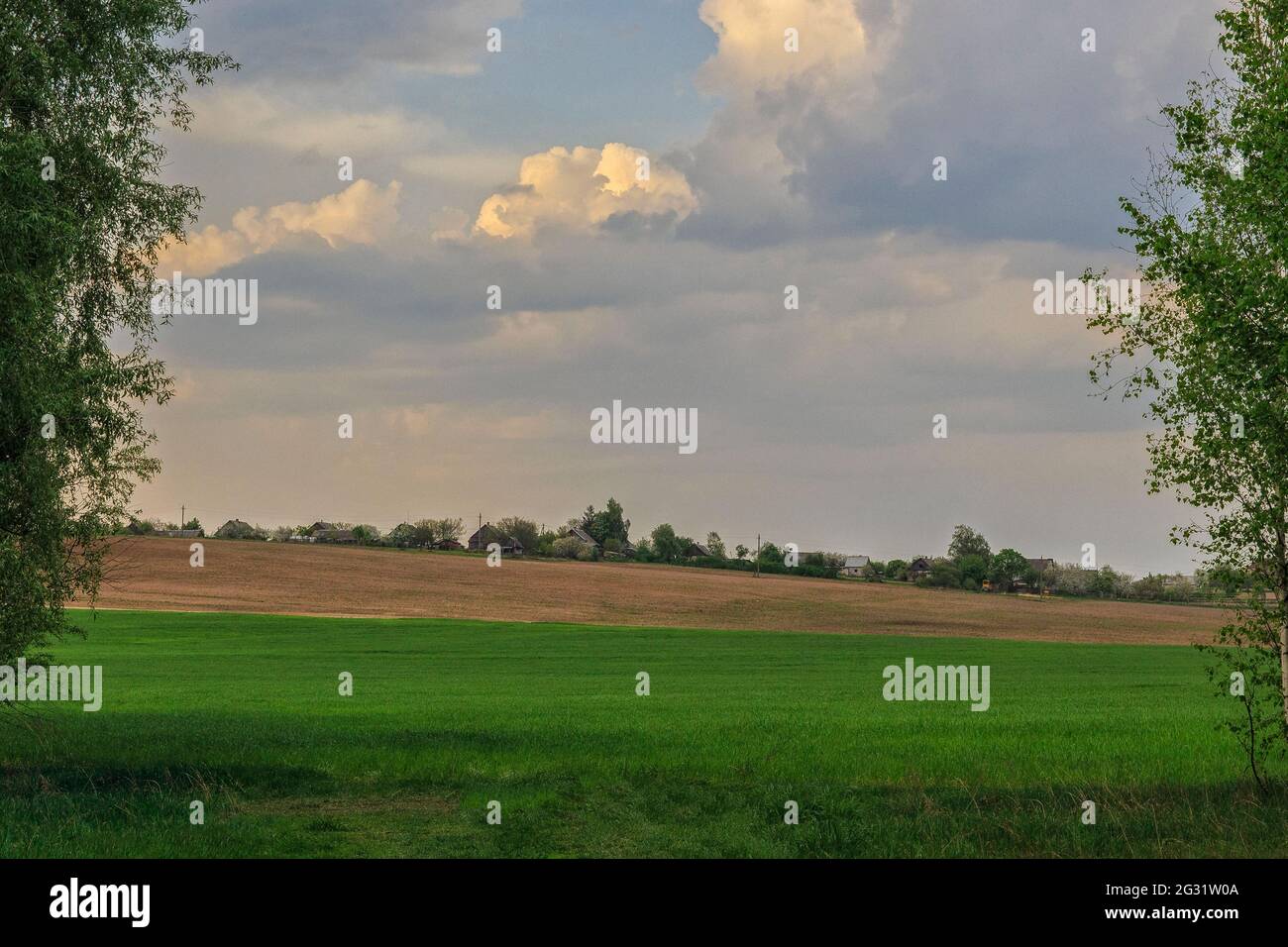 Spring field with wheat shoots Stock Photo - Alamy