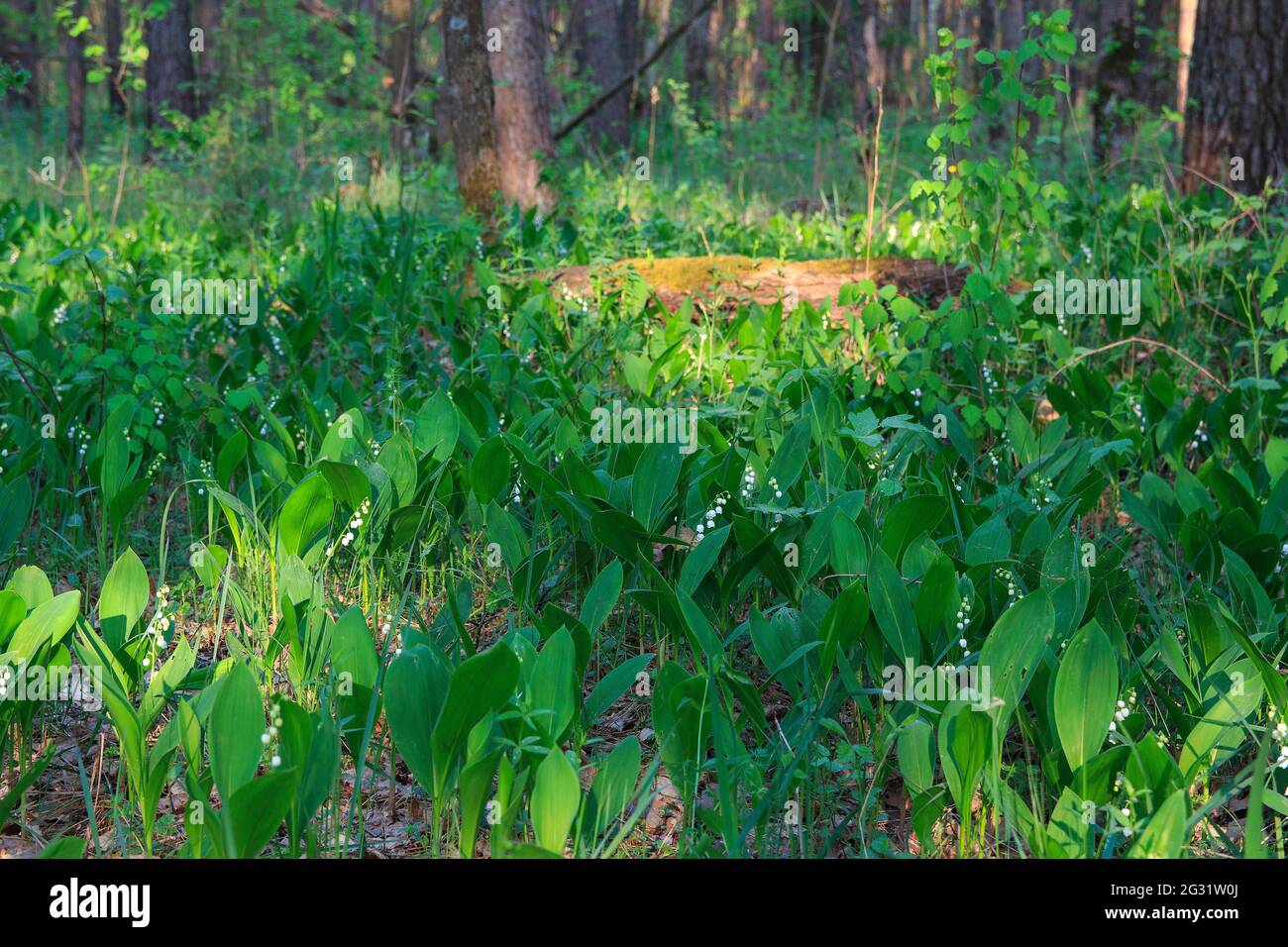 Green grass forest wildflowers hi-res stock photography and images - Alamy
