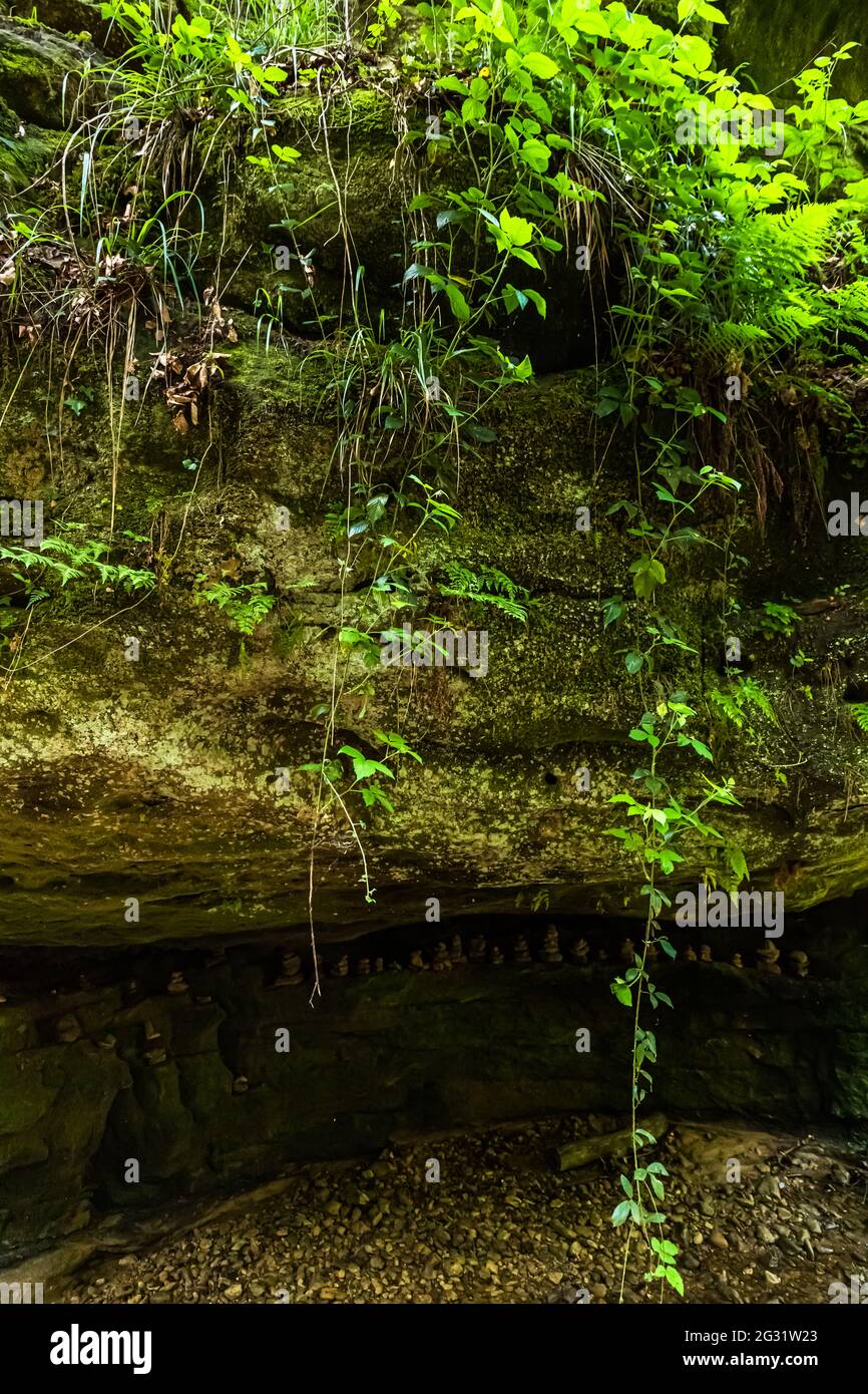 Diverse flora on the rocks in the Mullerthal valley near Berdorf ...