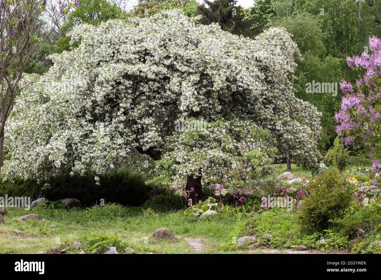 Shrubs border hi-res stock photography and images - Alamy