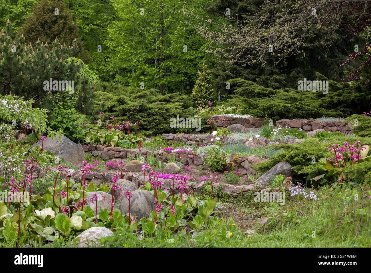 Flowering shrubs in the park Stock Photo - Alamy