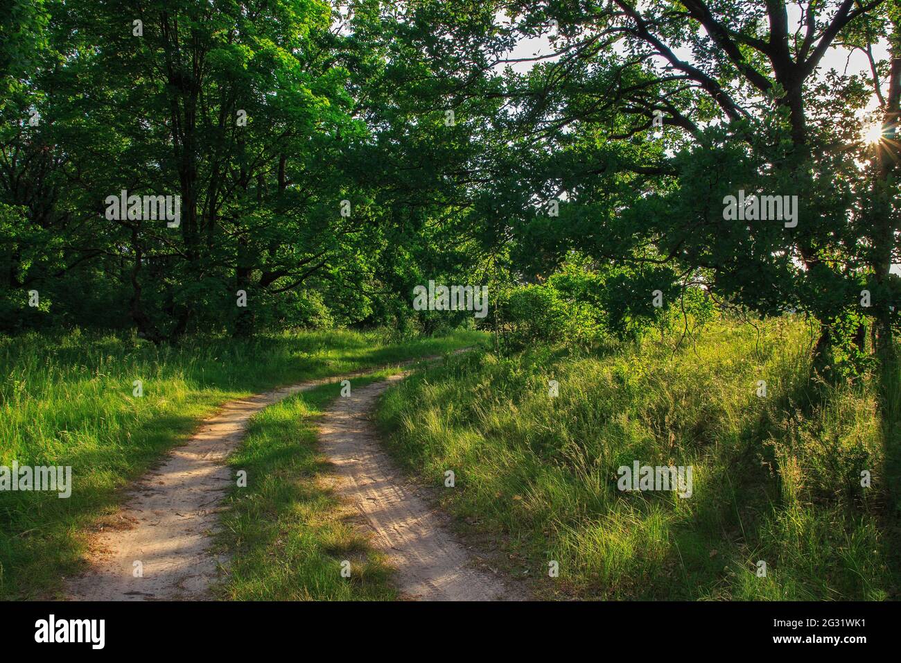 Forest path overgrown with green grass hi-res stock photography and ...