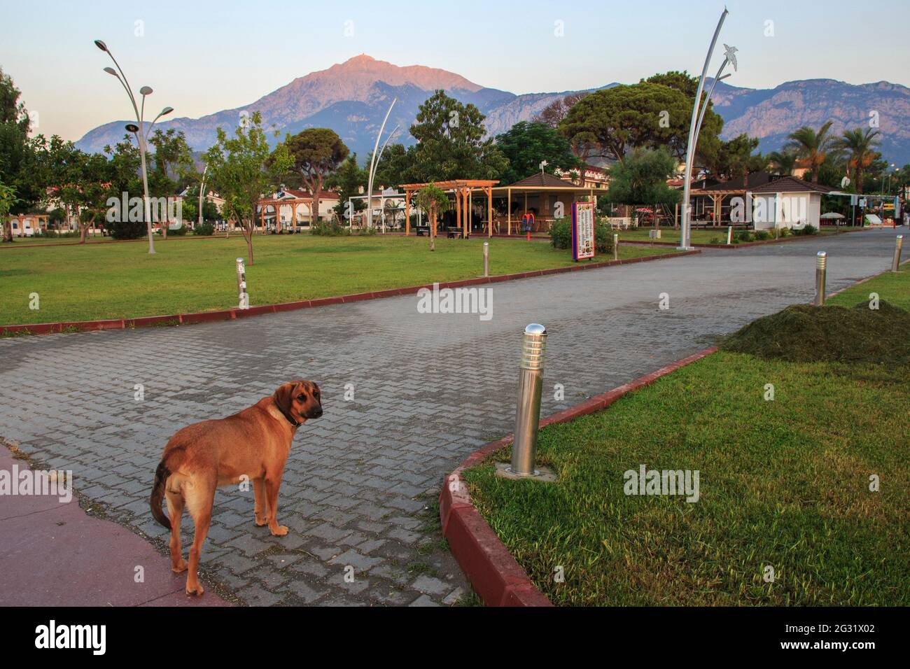 Portrait mongrel street dog hi-res stock photography and images - Alamy