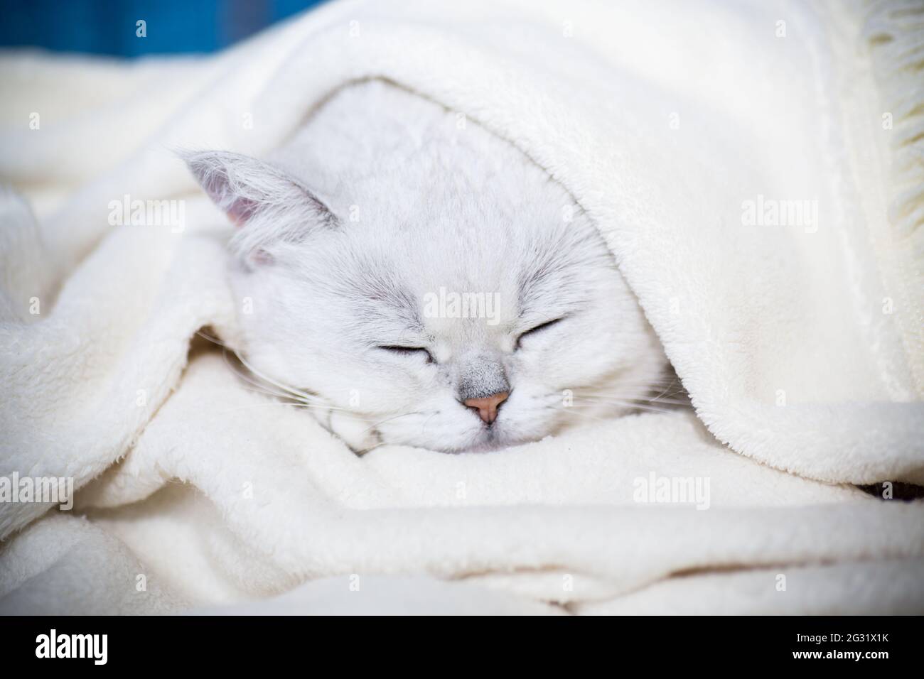 adult cat breed Scottish chinchilla with straight ears, sleeps at home ...