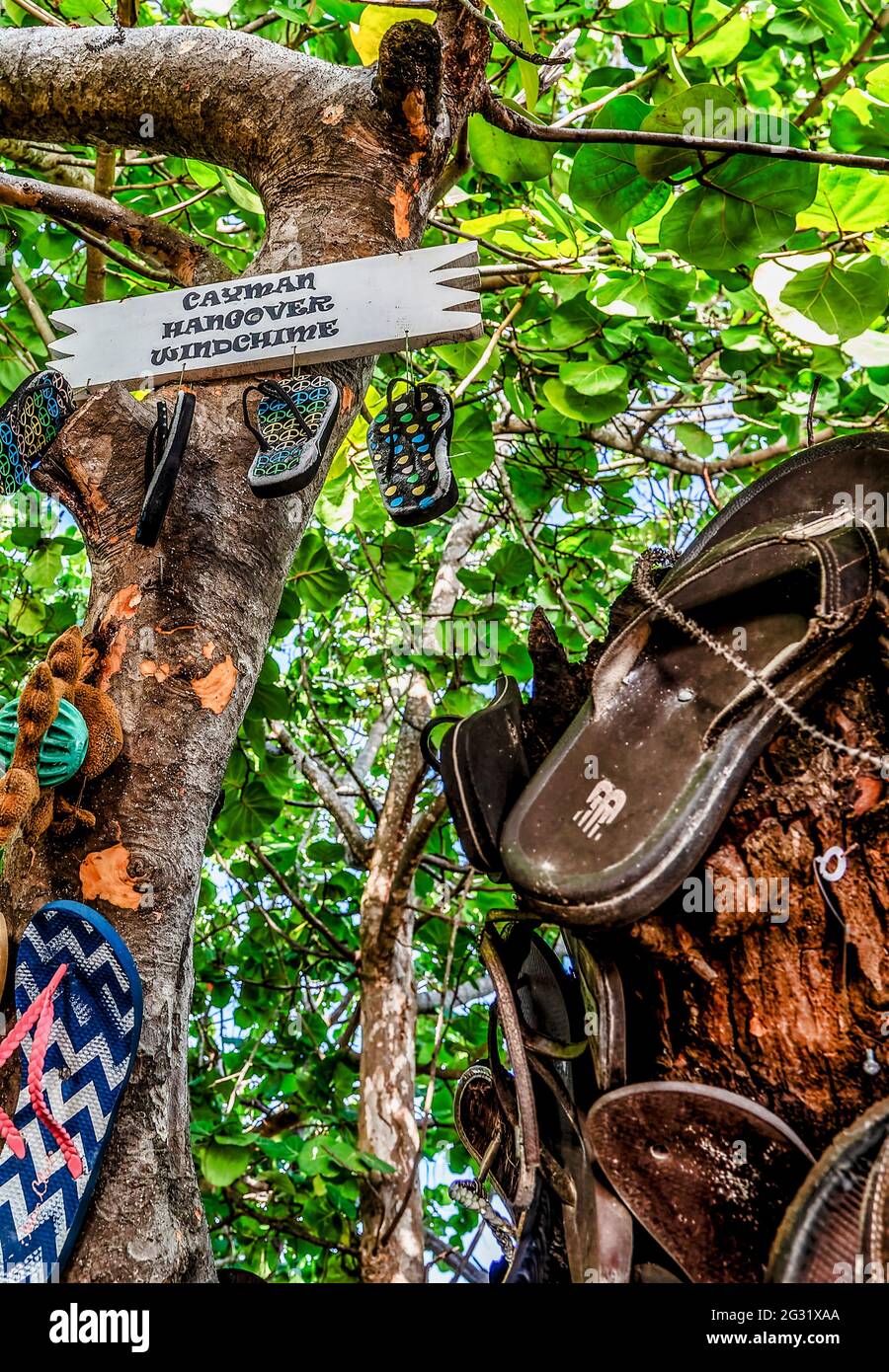 Shioe tree hi-res stock photography and images - Alamy