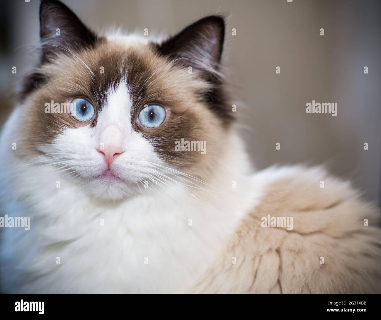 Young healthy beautiful purebred Ragdoll cat, at home Stock Photo - Alamy