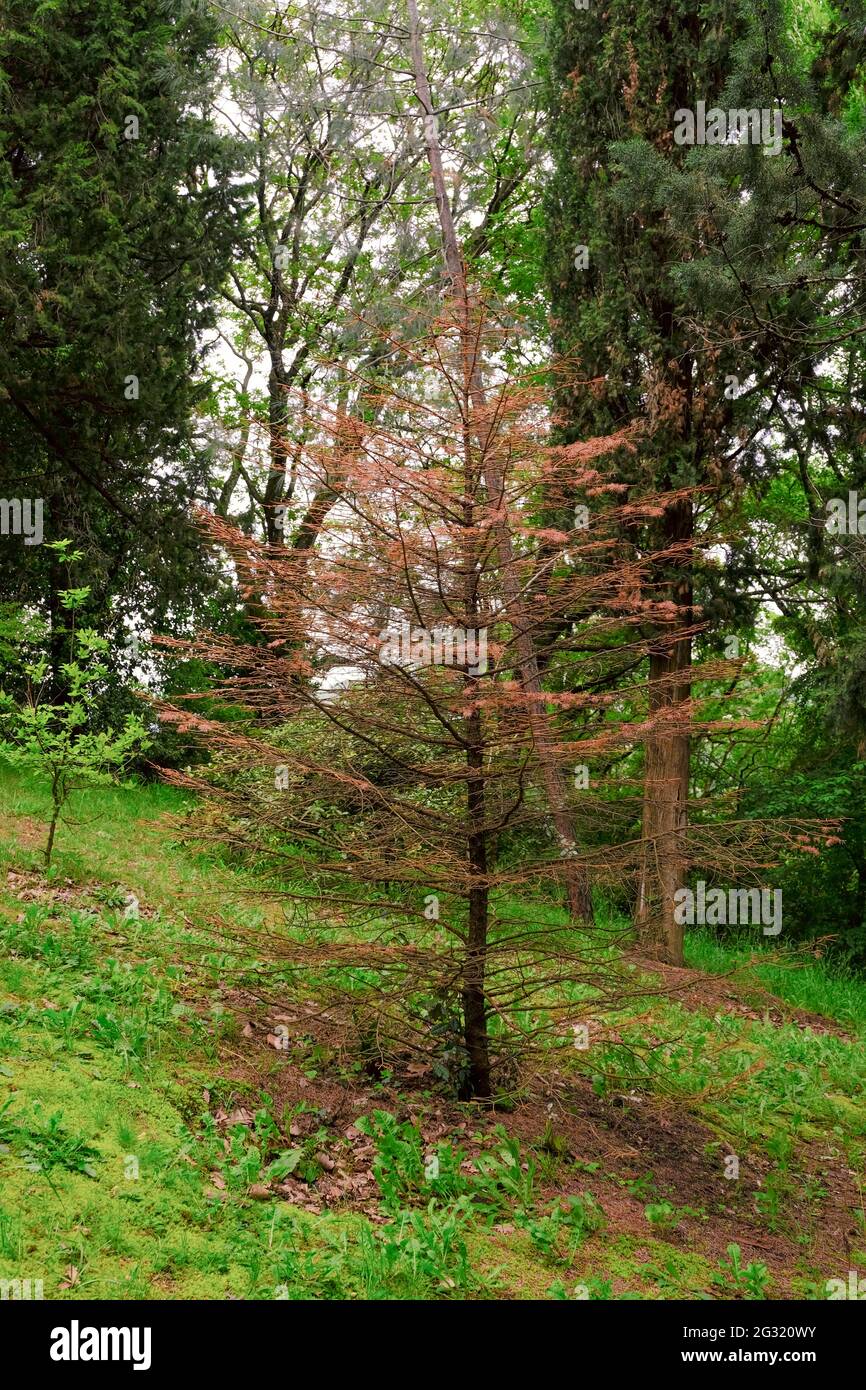 Disease of spruce plants. Dried spruce plant in the mountains or forest ...