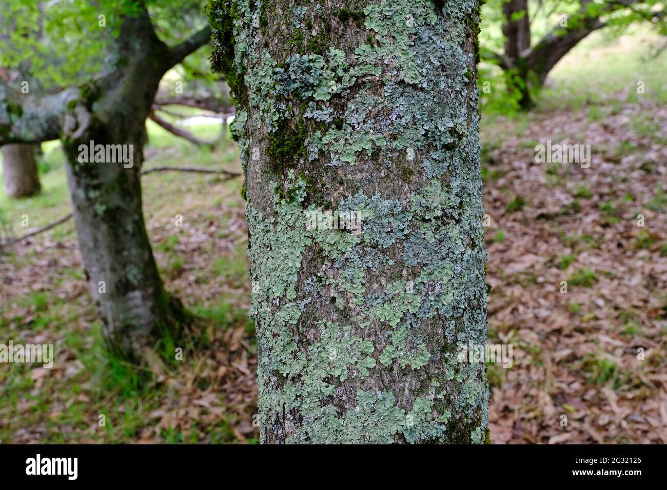 The trunk of tree of western sycamore tree Western Sycamore tree ...