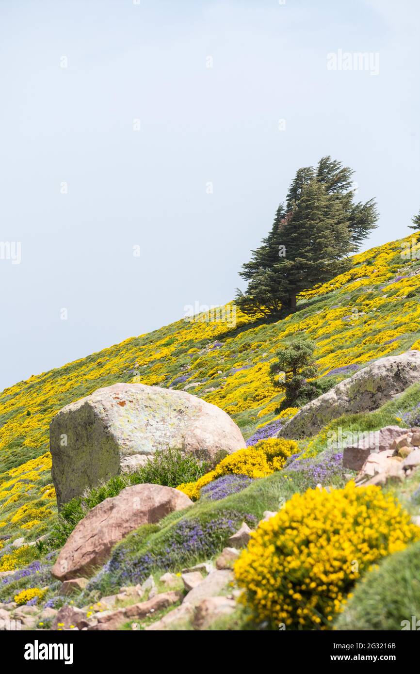Scenic View from Chelia National Park. Atlas Cedar Forest (Cedrus ...