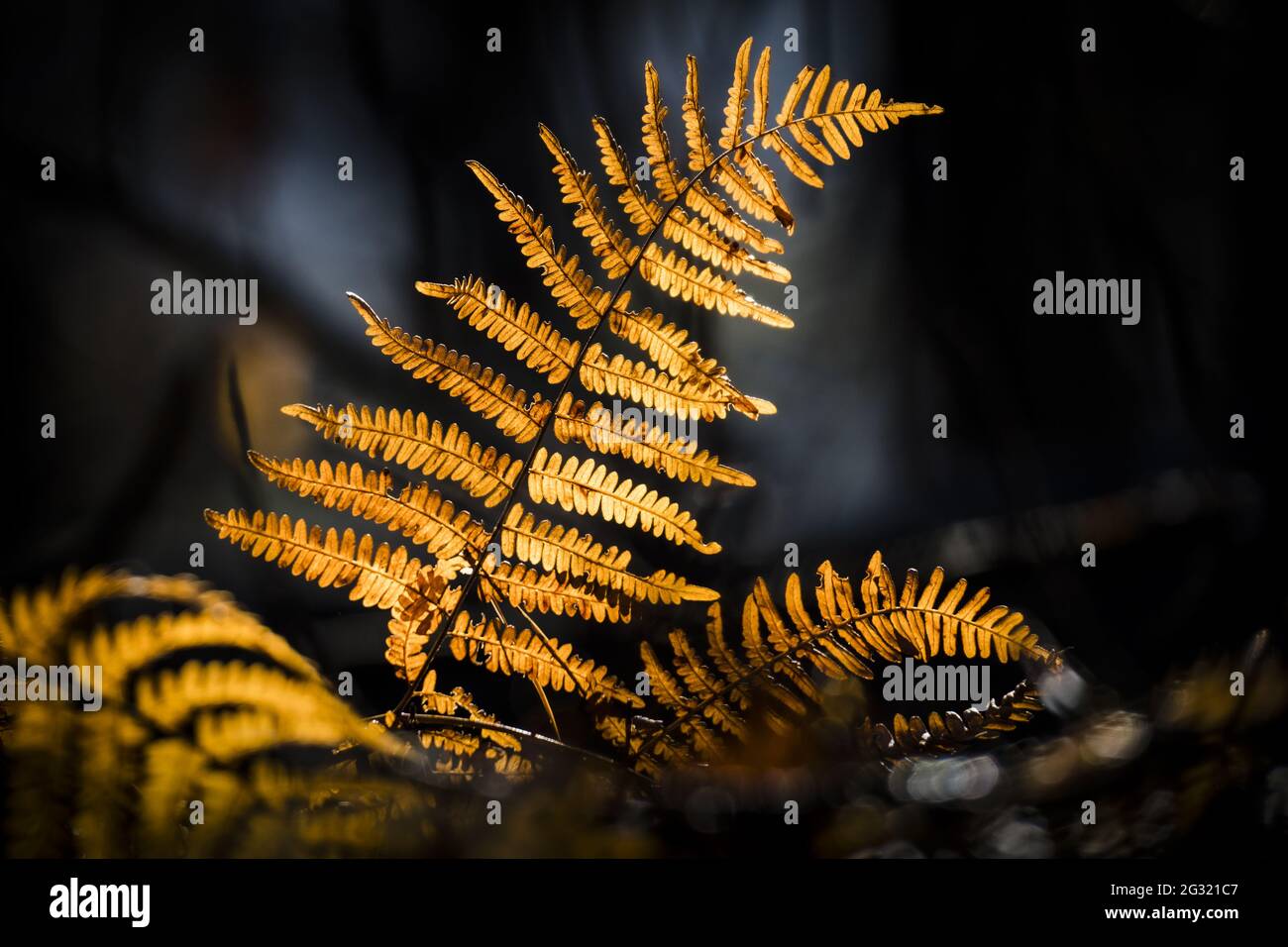A golden fern plant at night Stock Photo - Alamy