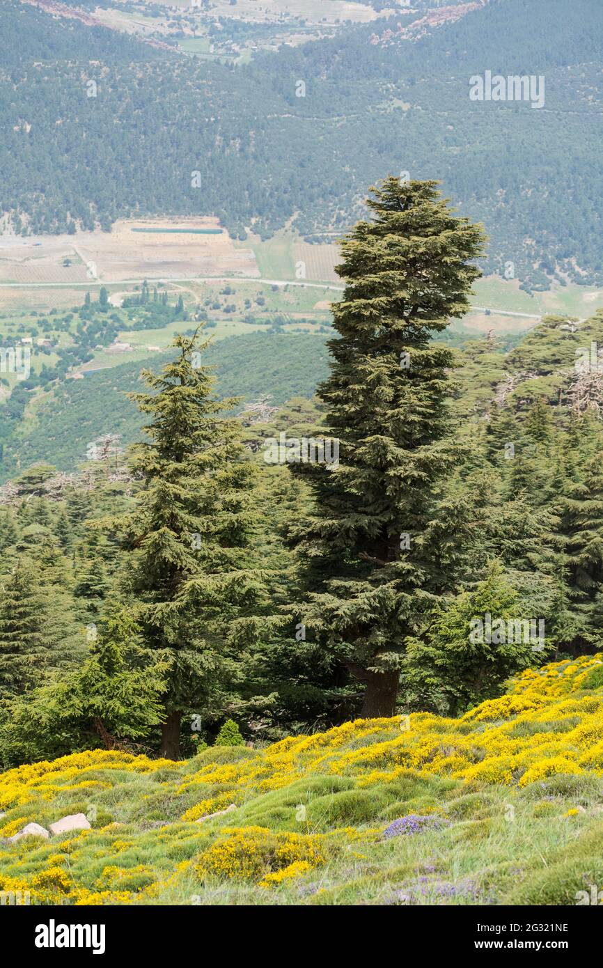 Scenic View from Chelia National Park. Atlas Cedar Forest (Cedrus ...