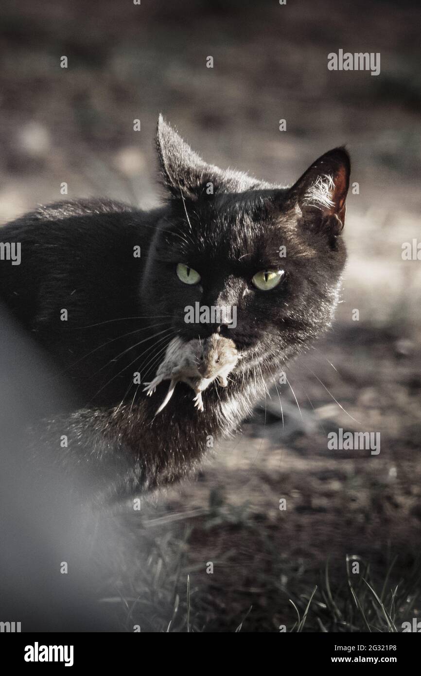 A black cat with a mouse in its mouth Stock Photo - Alamy