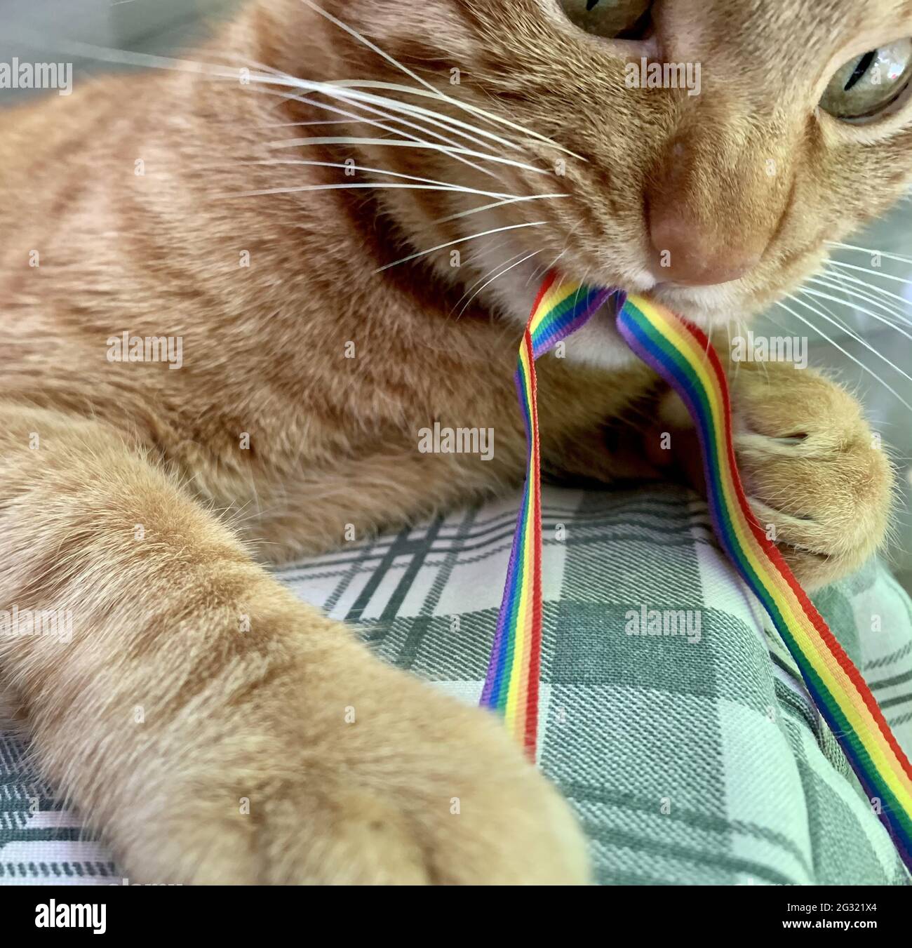 A closeup shot of a ginger cat playing with a colorful ribbon Stock ...