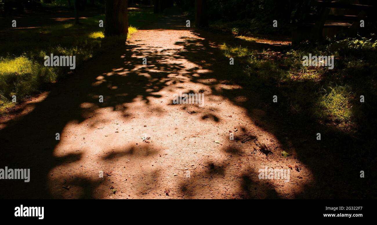 The shadows of chestnut trees on the path Stock Photo - Alamy