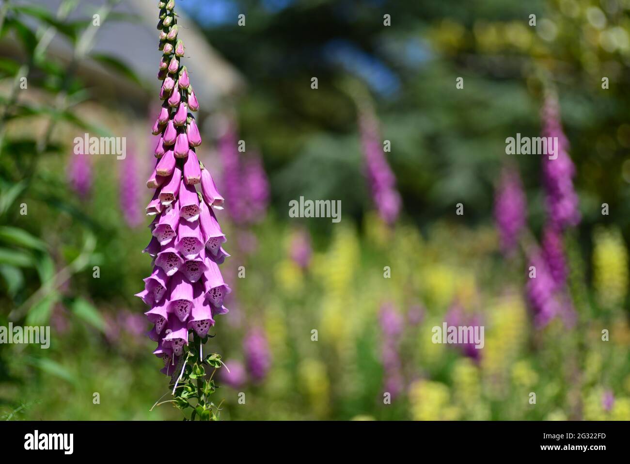 Foxglove tree in spring hi-res stock photography and images - Alamy