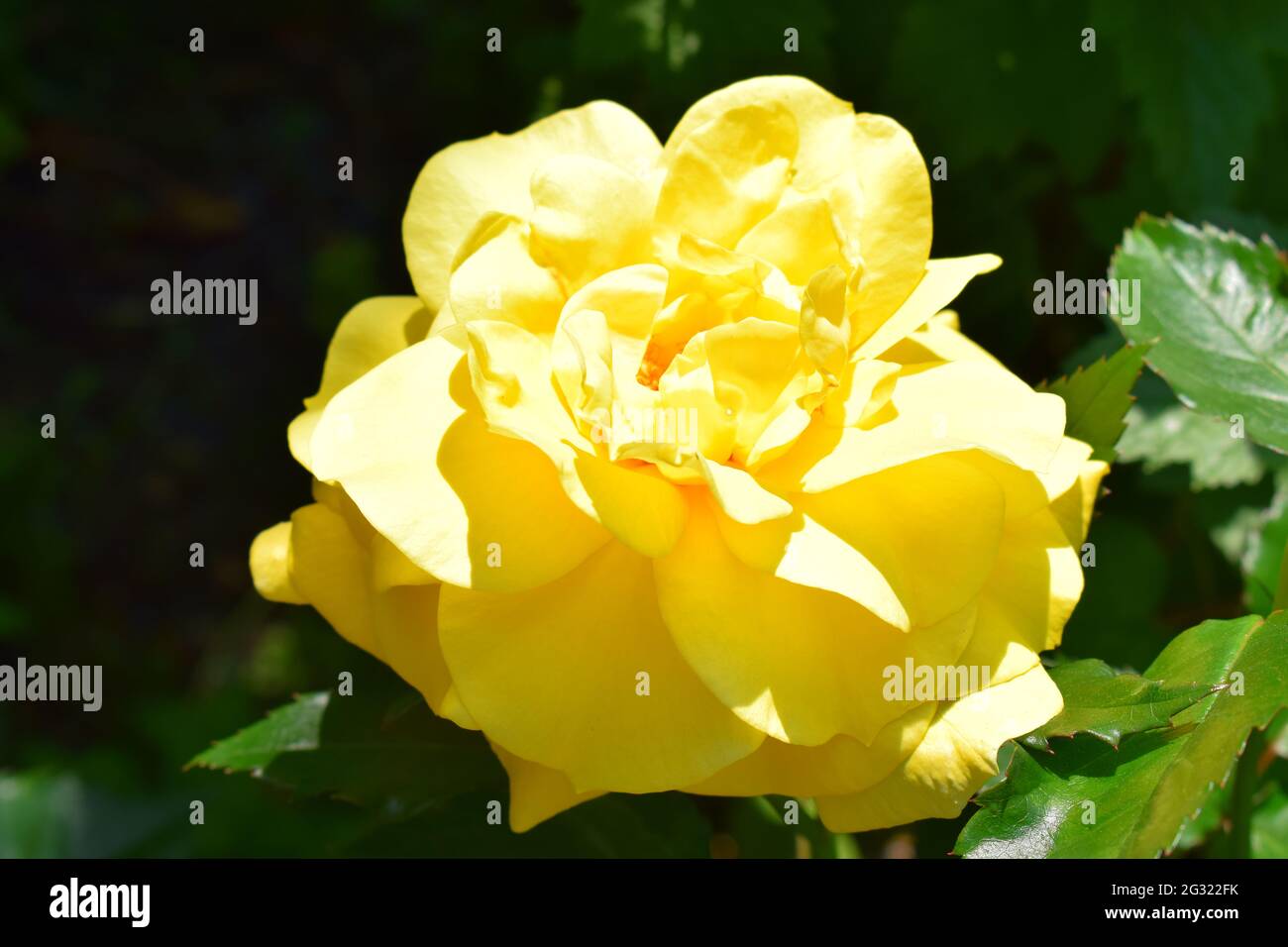 yellow blooming rose Stock Photo - Alamy