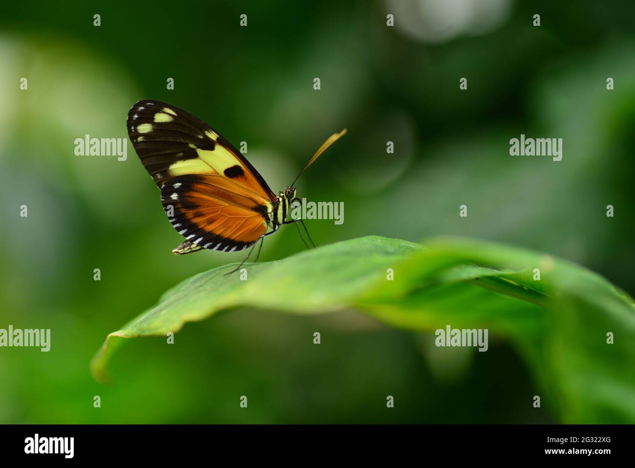 Numata butterfly High Resolution Stock Photography and Images - Alamy