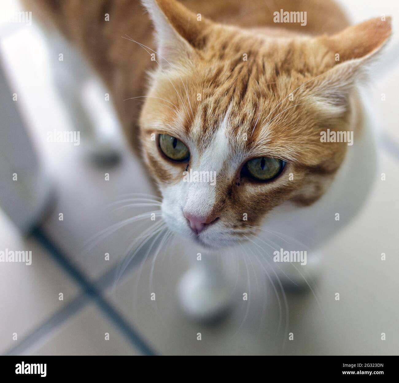 Portrait of a gold colored cat Stock Photo - Alamy