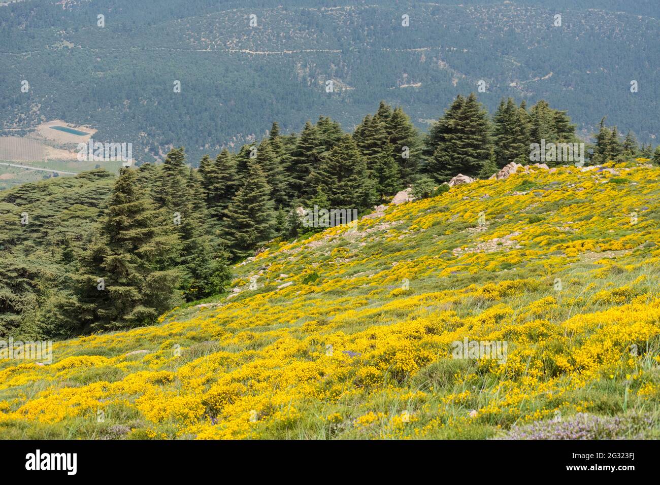 Scenic View from Chelia National Park. Atlas Cedar Forest (Cedrus ...