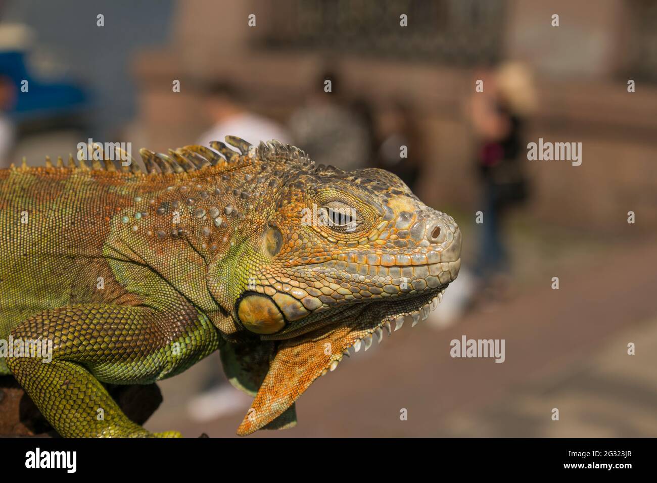 Large Dewlap High Resolution Stock Photography and Images - Alamy