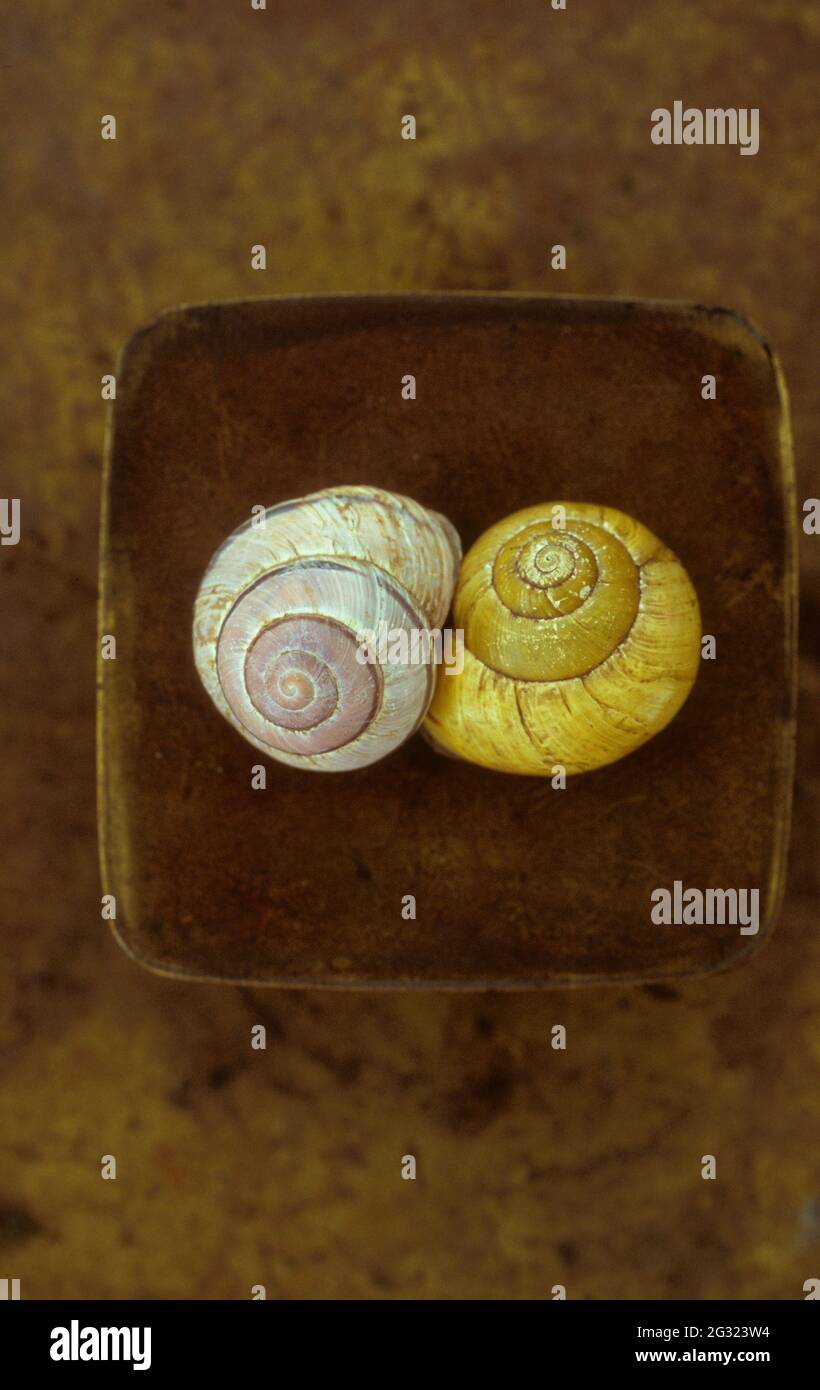 Two empty garden snail shells one cream with stripes and one yellow ...