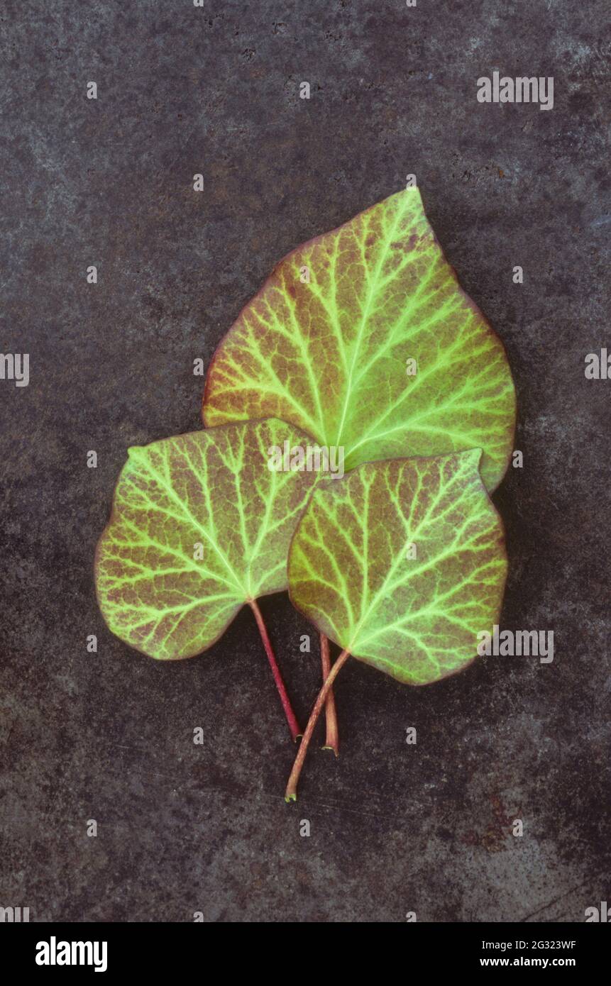 Three fresh green leaves of Ivy or Hedera helix tinged with red lying ...