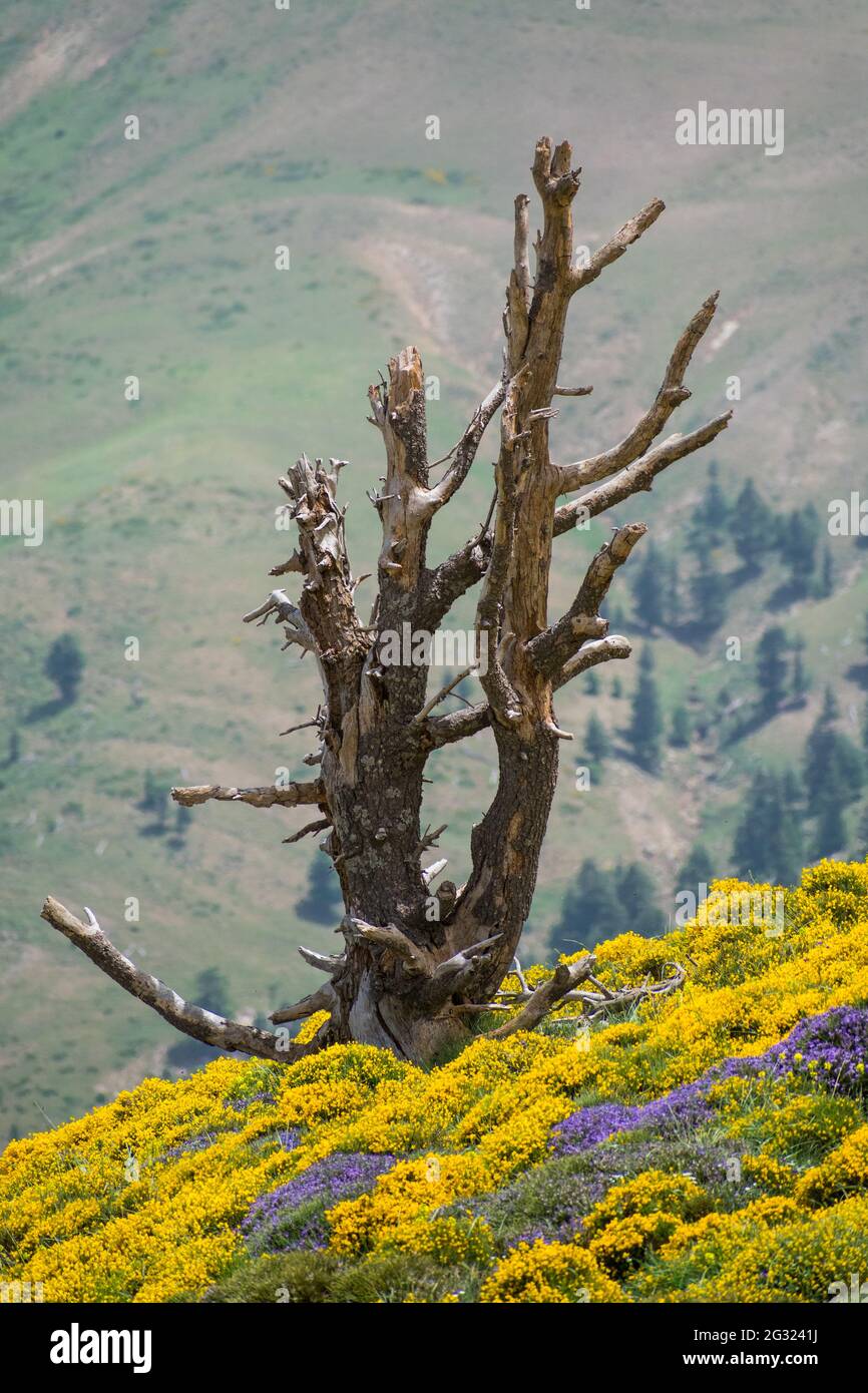 Scenic View from Chelia National Park. Atlas Cedar Forest (Cedrus ...