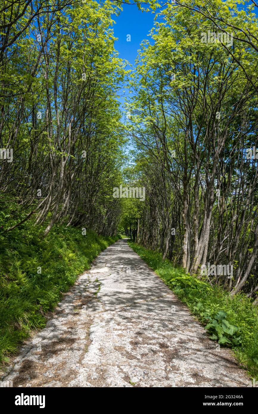 walking through the forest on the Mount Mottarone over the Lago ...