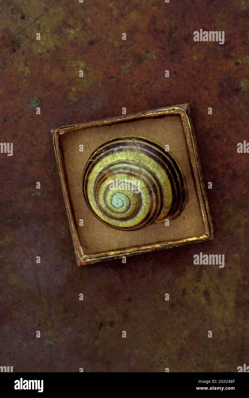 Empty garden snail shell cream with brown stripes lying in small ...