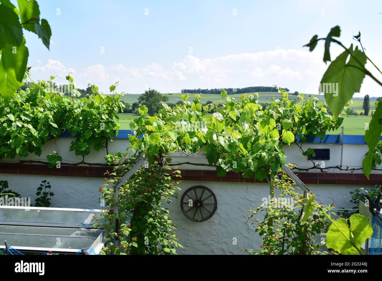 spring garden with vine roof Stock Photo - Alamy
