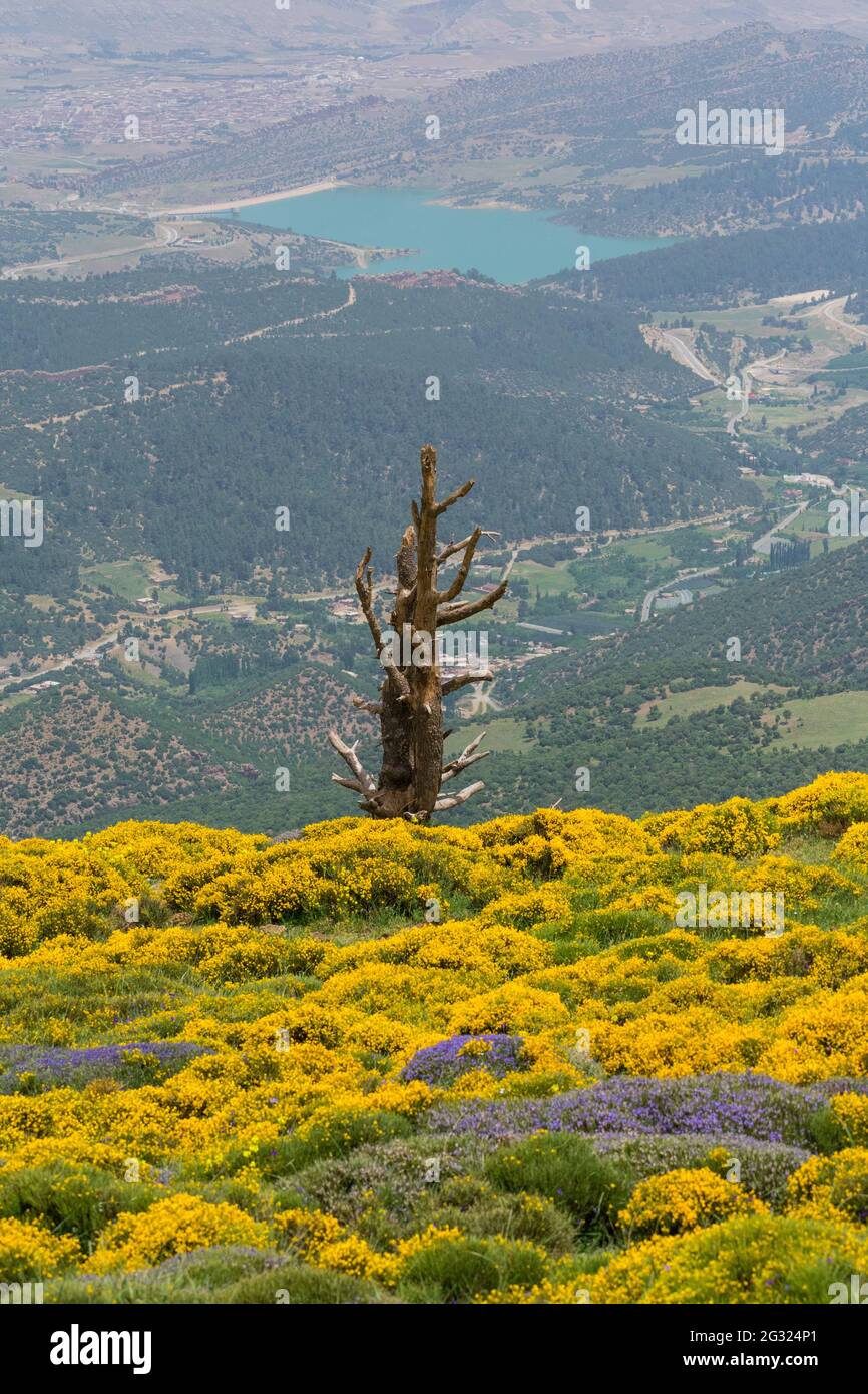 Scenic View from Chelia National Park. Atlas Cedar Forest (Cedrus ...