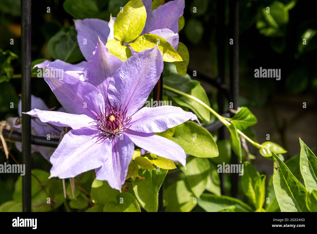Bernadine hi-res stock photography and images - Alamy