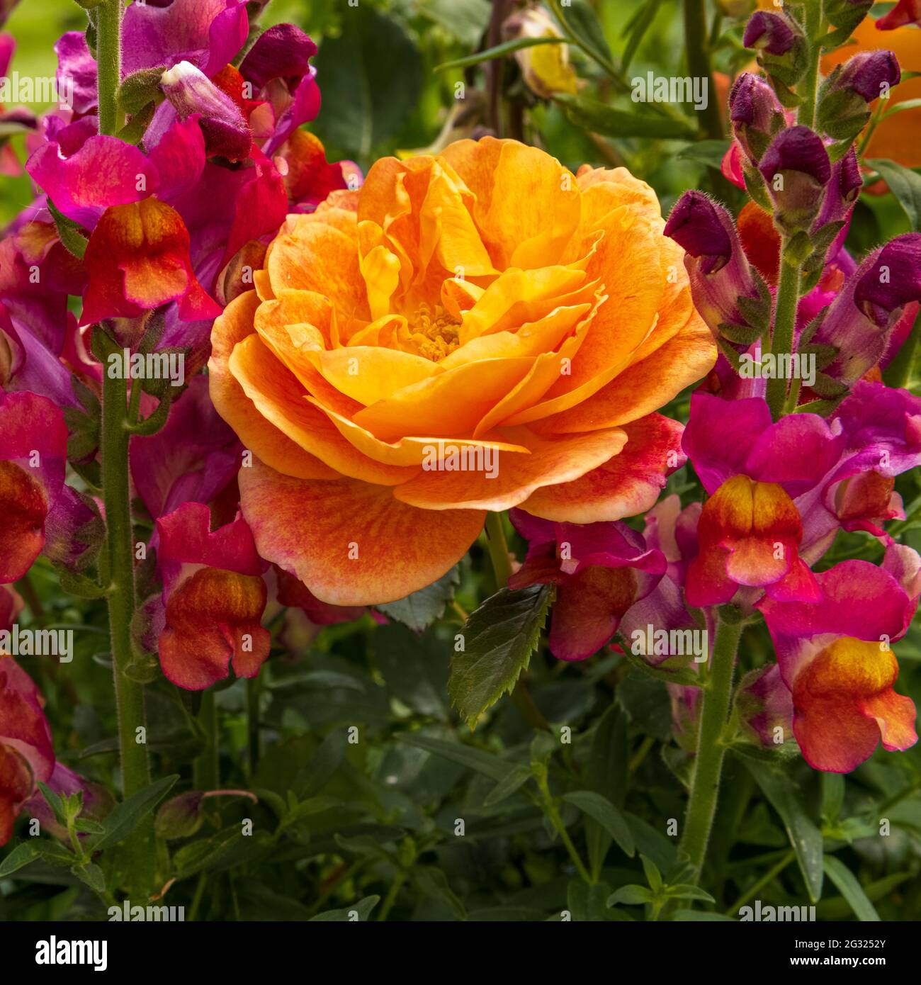Antirrhinum rose hi-res stock photography and images - Alamy