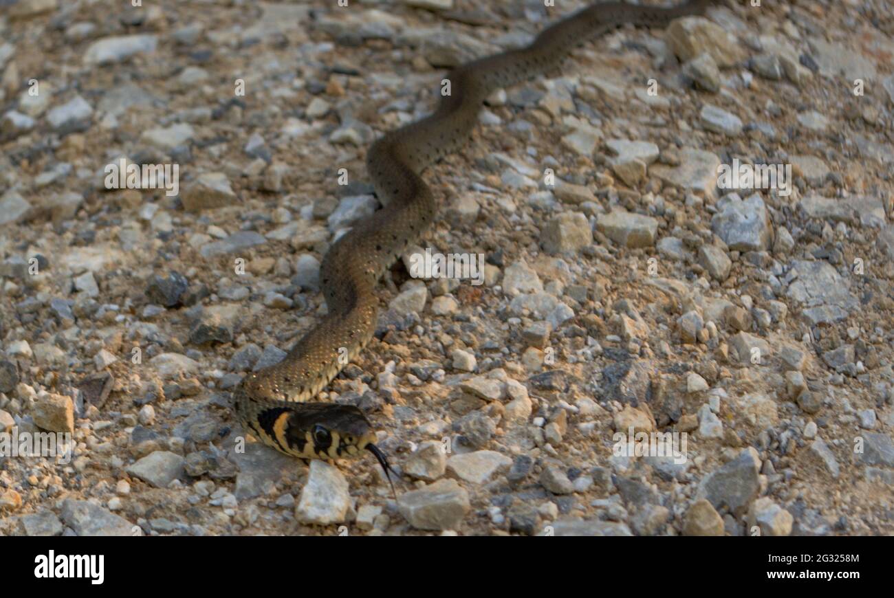 Jung Natrix Natrix snake, European grass snake, ringed snake Stock ...