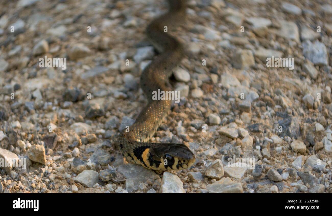 Jung Natrix Natrix snake, European grass snake, ringed snake Stock ...