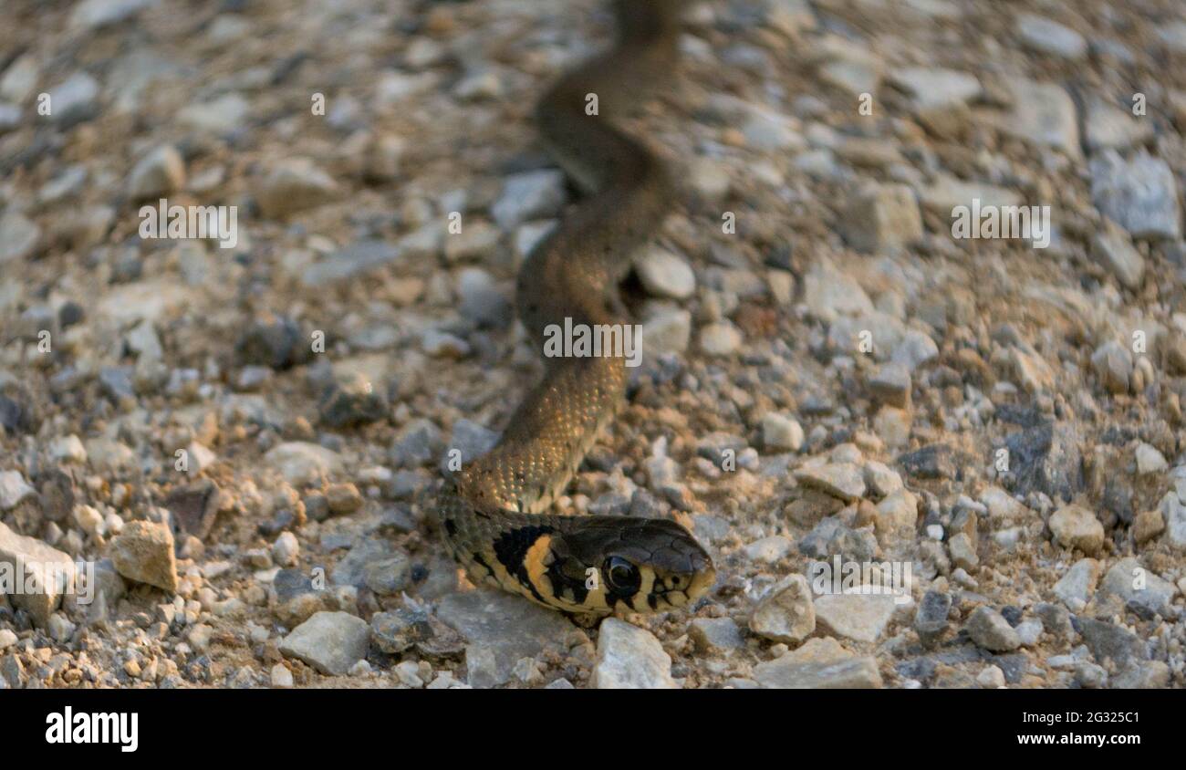 Jung Natrix Natrix snake, European grass snake, ringed snake Stock ...