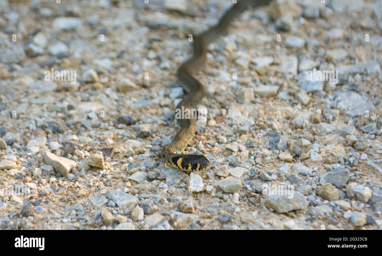 Jung Natrix Natrix snake, European grass snake, ringed snake Stock ...