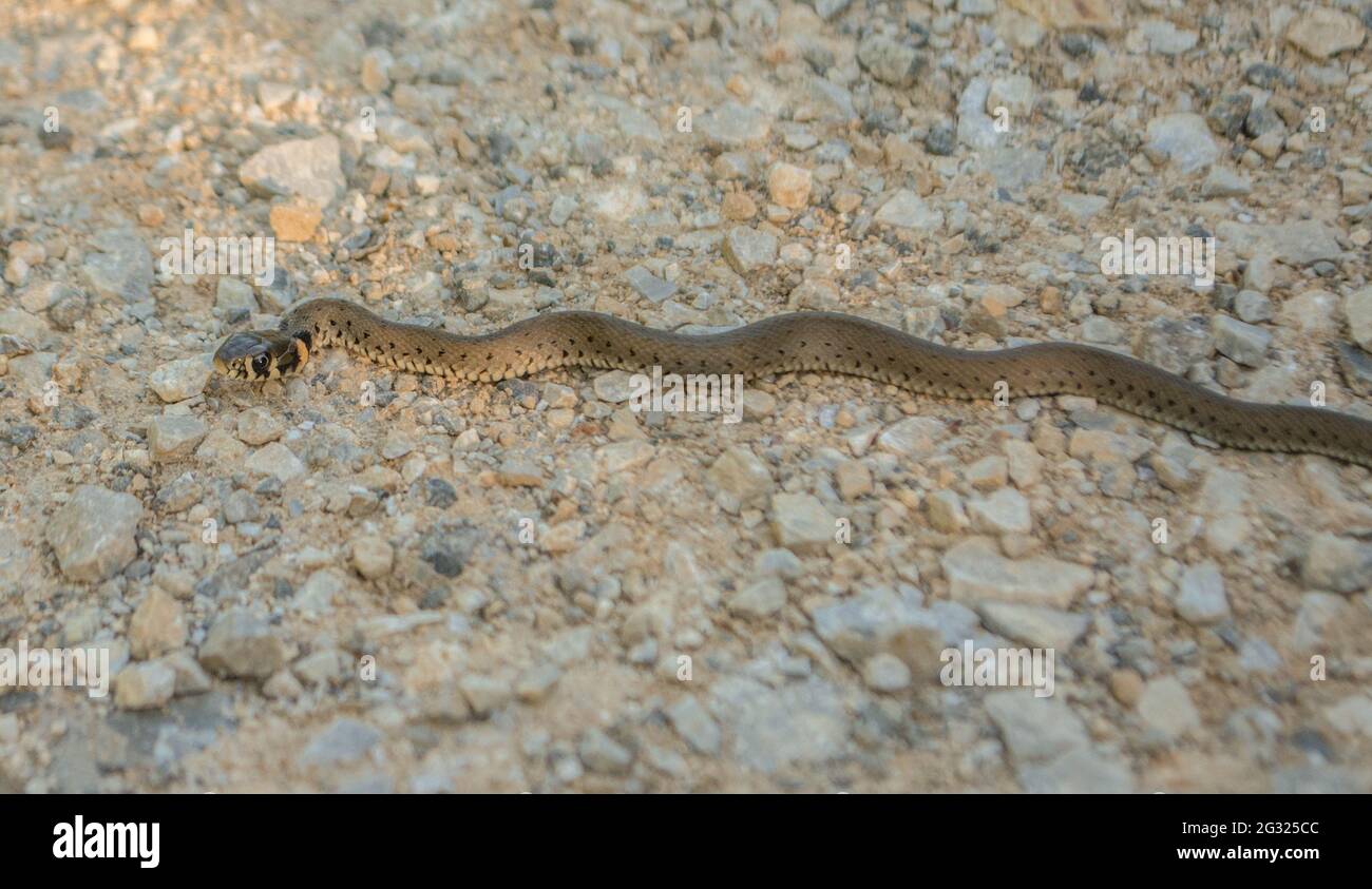 Jung Natrix Natrix snake, European grass snake, ringed snake Stock ...