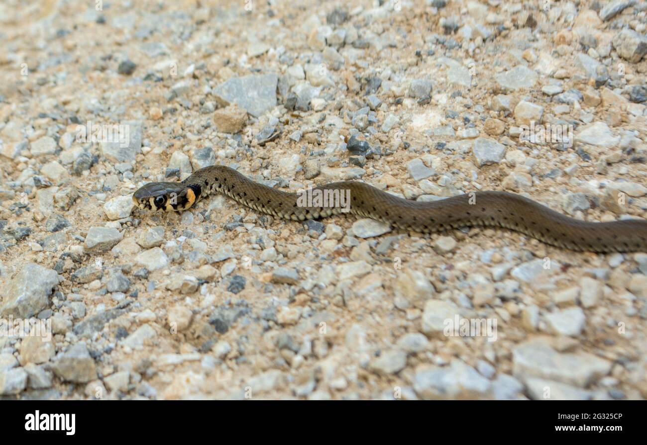 Jung Natrix Natrix snake, European grass snake, ringed snake Stock ...
