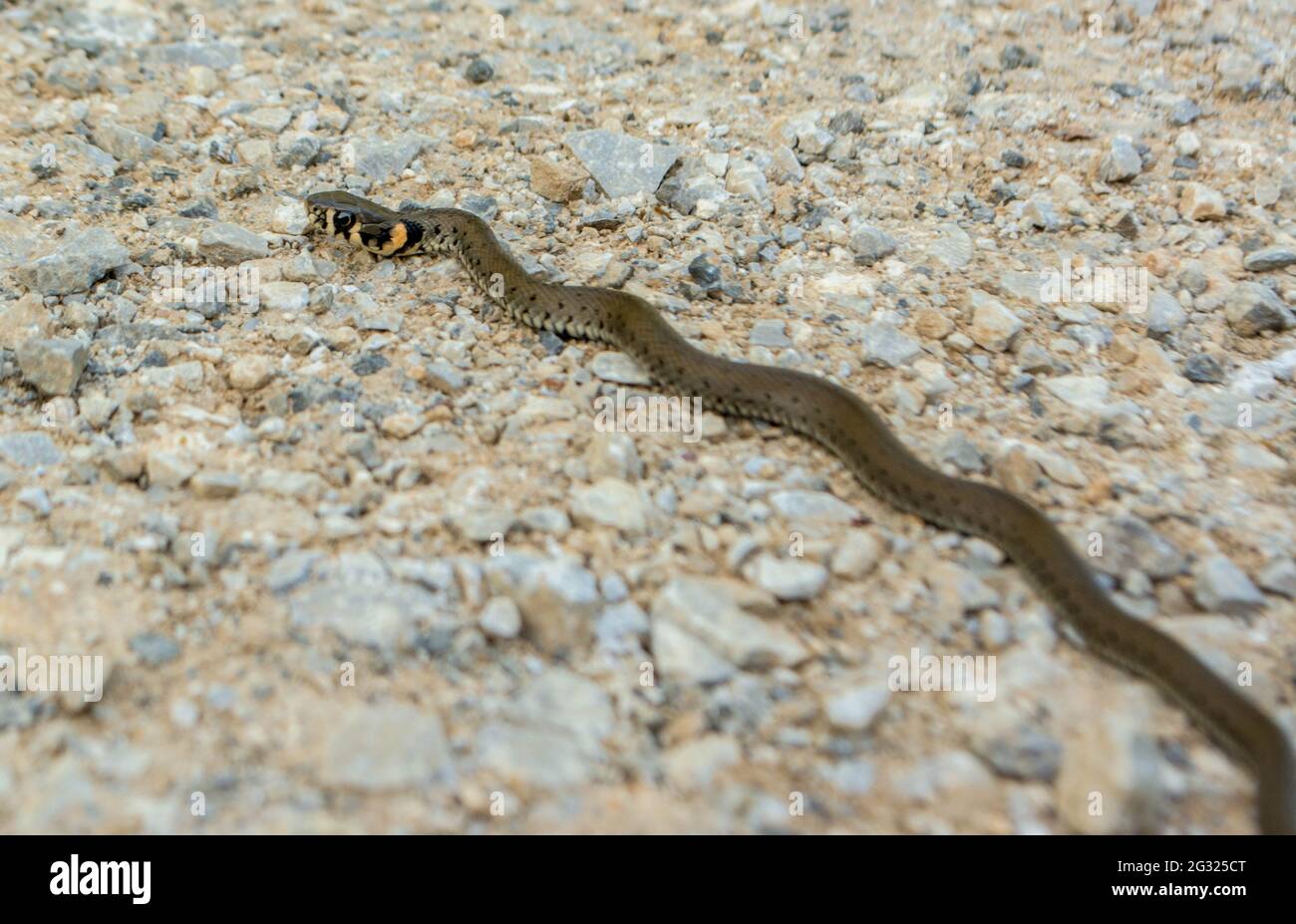 Jung Natrix Natrix snake, European grass snake, ringed snake Stock ...