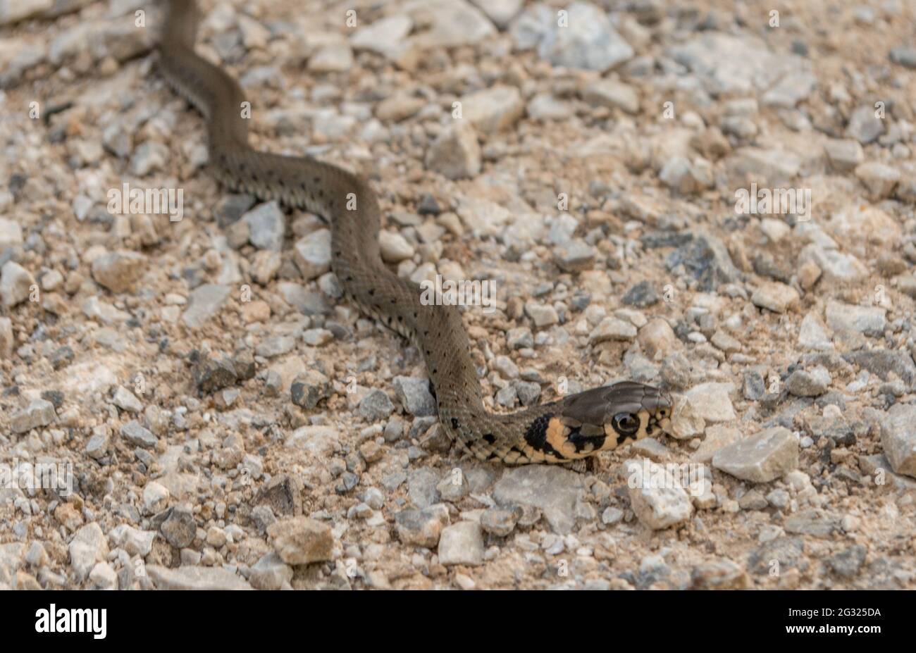 Jung Natrix Natrix snake, European grass snake, ringed snake Stock ...